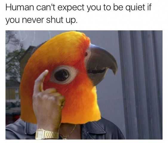 36 Funny Animal Pics And Memes That Will Help You Survive The Week