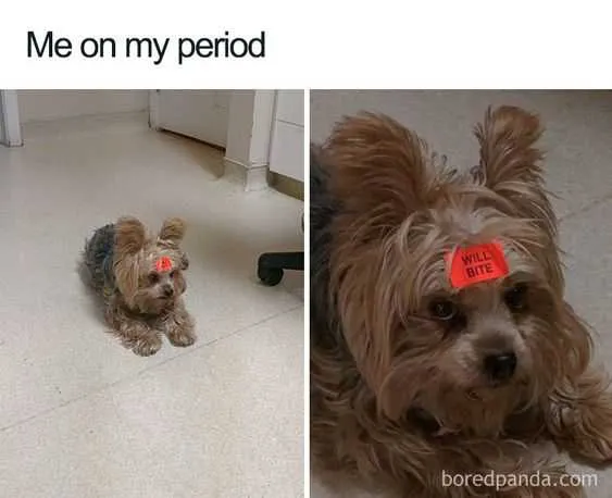 31 Funny PMS Memes For You To Enjoy In Between The Tears And Rage