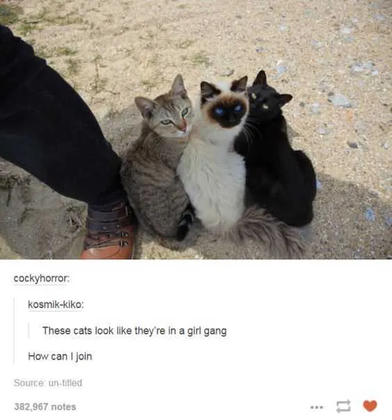 22 Funny Tumblr Posts And Jokes | The Funny Beaver