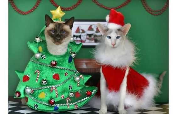 30 Funny Christmas Cat Pictures To Get You In The Mood
