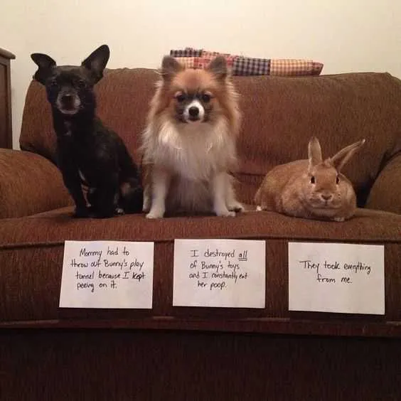 36 Dog Shaming And Other Pet Shaming Pics That Are Truly Hilarious