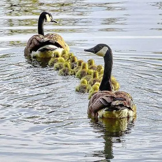 21 Unbelievably Cute Animals