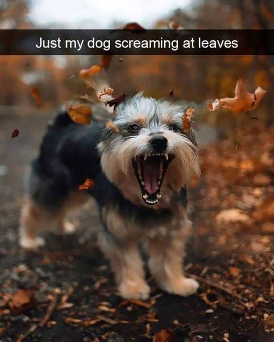 40 Hilarious Animal Pictures That Are Priceless