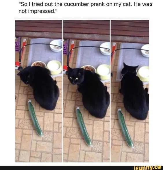 34 Funny Cat Pictures Because Caturday Is Almost Here