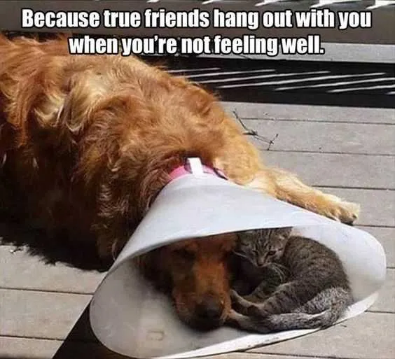 42 Sweet And Funny Animal Pictures That Will Make Your Day