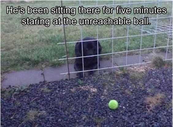 32 Funny Animals Guaranteed To Make You Laugh