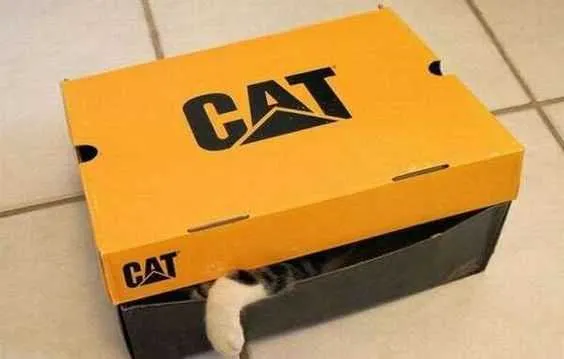 20 Funny Pictures Of Box-Loving Cats