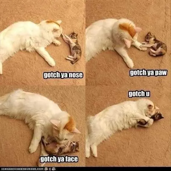 32 Funny Animals That Are Always Good For A Laugh | The Funny Beaver