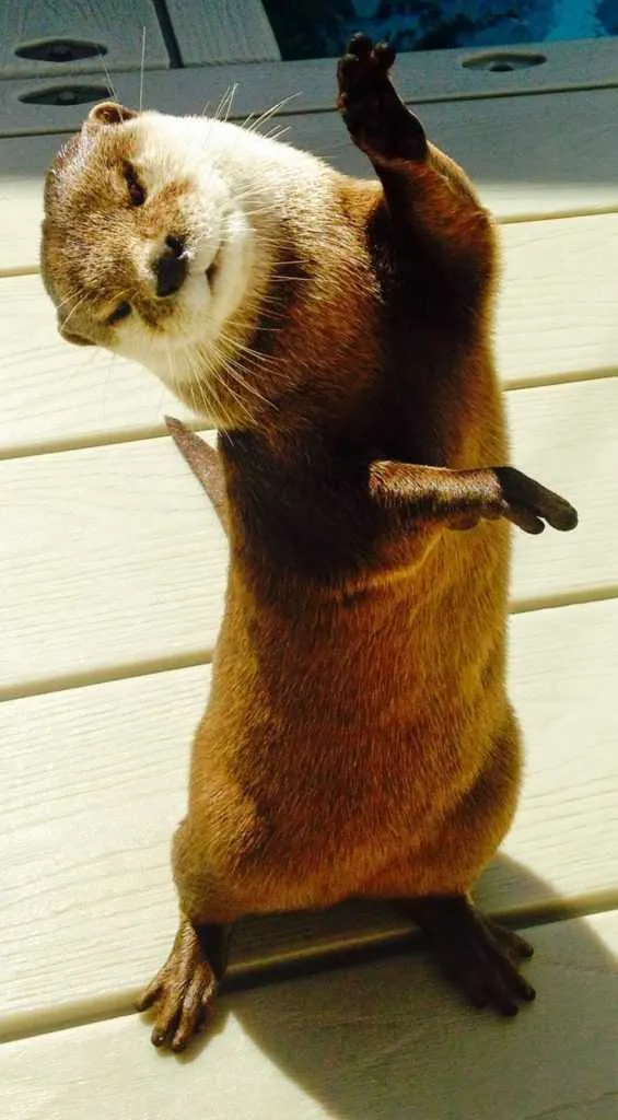 23 Otter Pictures That Prove Otters Are Just Silly Wet Sea Cats | The ...