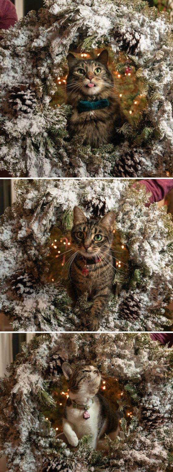 30 Adorable Times Pets Made Christmas