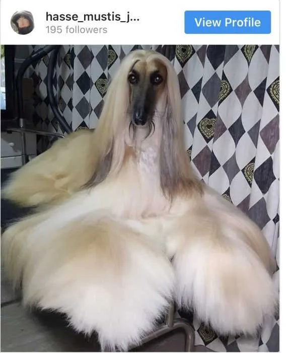 Floofy Cats, Floofy Dogs, Floofy Animals - All You Need To LOL!