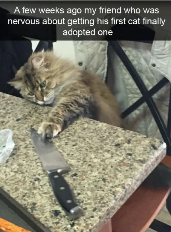 30 Awesome Cat Memes To Look At