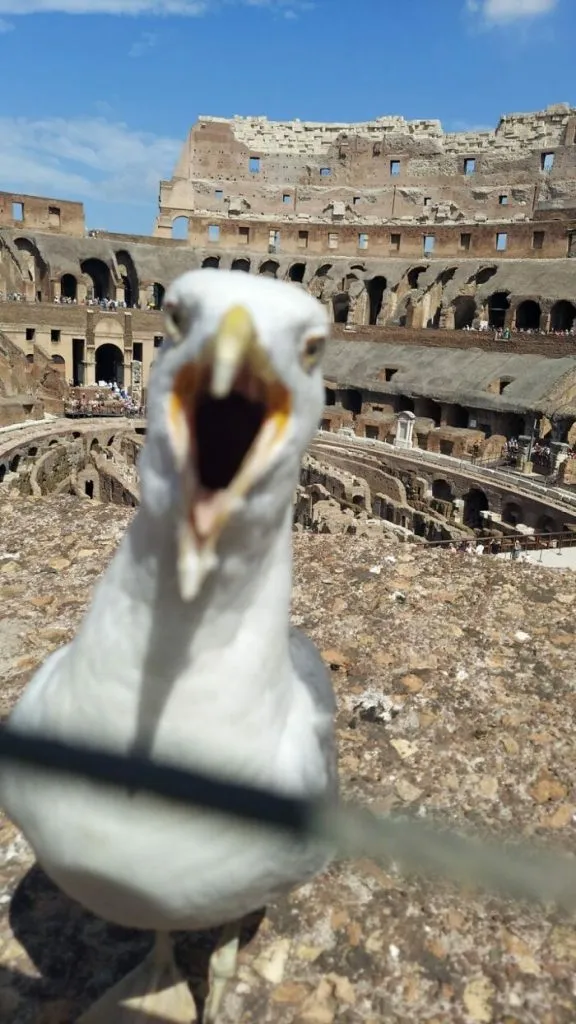 30 Hilarious Failed Bird Photography Attempts