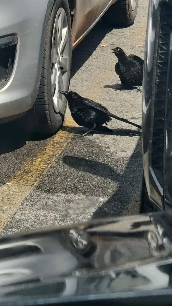 30 Hilarious Failed Bird Photography Attempts