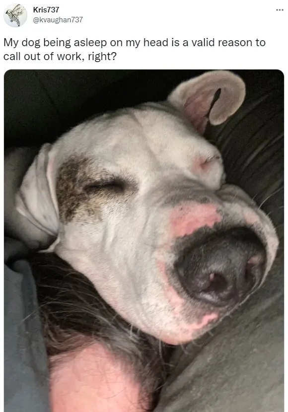 30 Excellent Dog Memes To Make Your Day Better