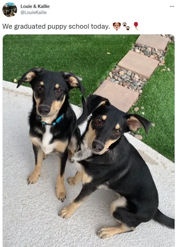 30 Excellent Dog Memes To Make Your Day Better