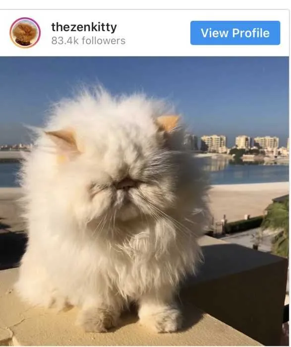 Floofy Cats, Floofy Dogs, Floofy Animals - All You Need To LOL!