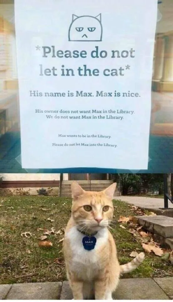 30 Hilarious Cat Posts And Memes