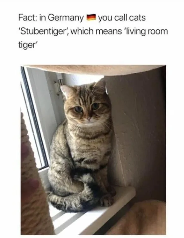 20 Dumb Cat MemesThat Are S FunnyYou Can't Resist Laughing