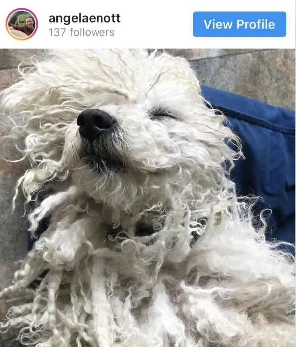 Floofy Cats, Floofy Dogs, Floofy Animals - All You Need To LOL!