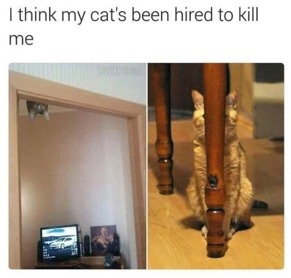 20 Dumb Cat MemesThat Are S FunnyYou Can't Resist Laughing