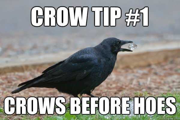 36 Funny Bird Memes