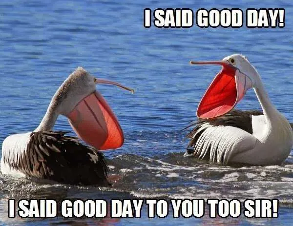 36 Funny Bird Memes