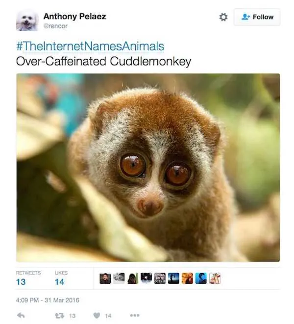 37 Of The Funniest Alternative And Honest Names For Animals