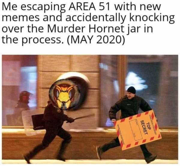 42 Murder Hornet Memes Because This Is Seriously A New Level Of Chaos