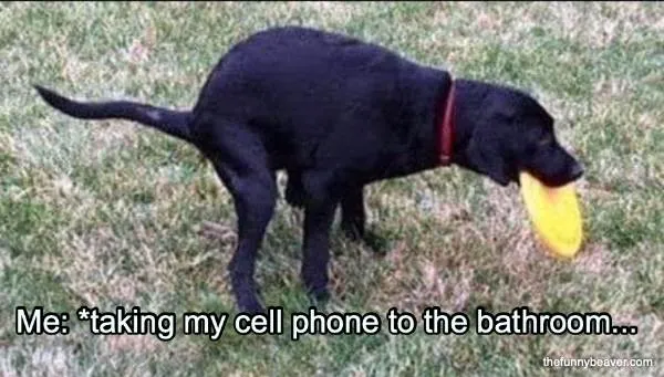 20 Funniest Animal Memes Pics Of The Week