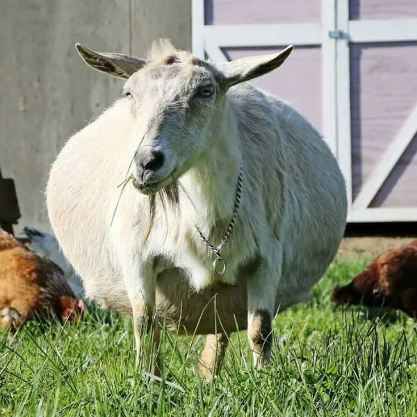 30 Extremely Adorable And Cute Pregnant Animals