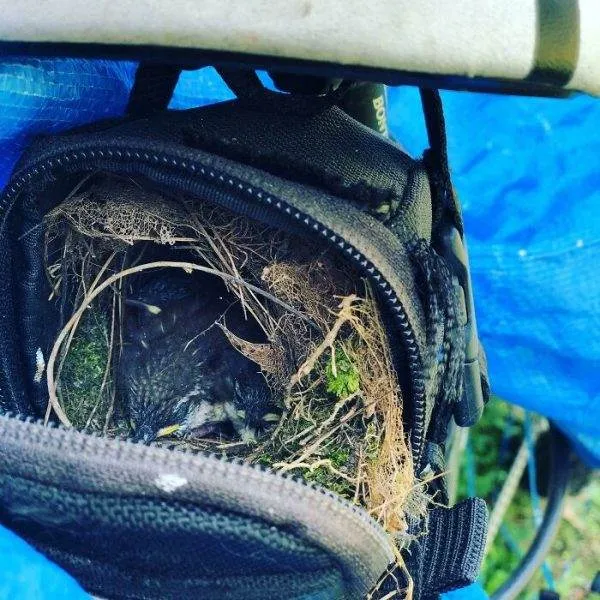 30 Adorable Pictures Of Nests In The Most Random Places