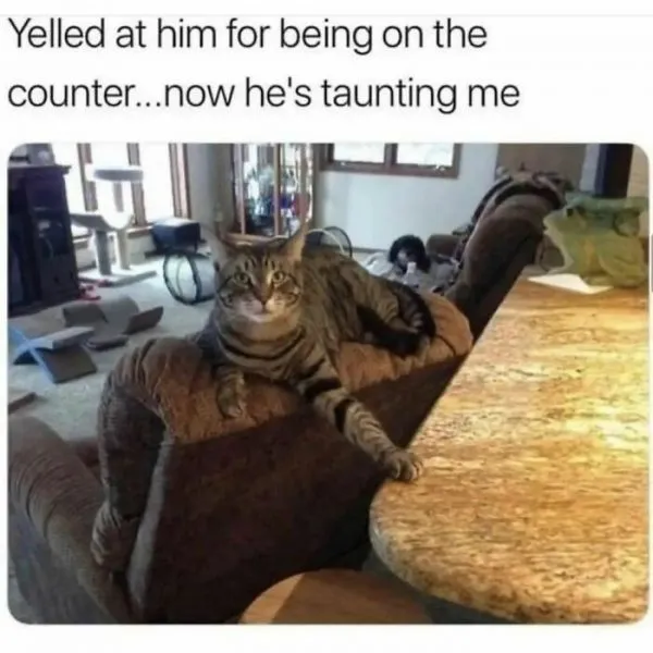 30 Insanely Funny Cat Memes For True Cat Enthusiasts