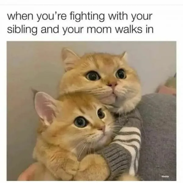 30 Insanely Funny Cat Memes For True Cat Enthusiasts