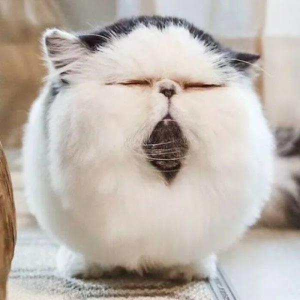 30 Delightfully Funny Images Of Plump And Round Animals