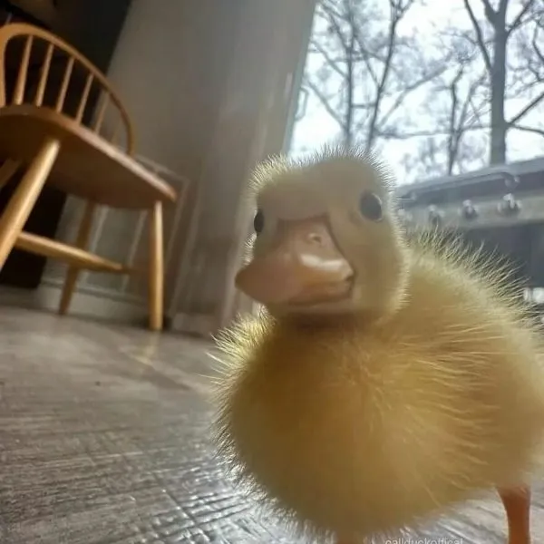 30 Adorable Duck Photos