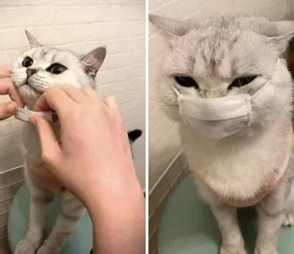 30 Amazing Memes About Pets And Animals