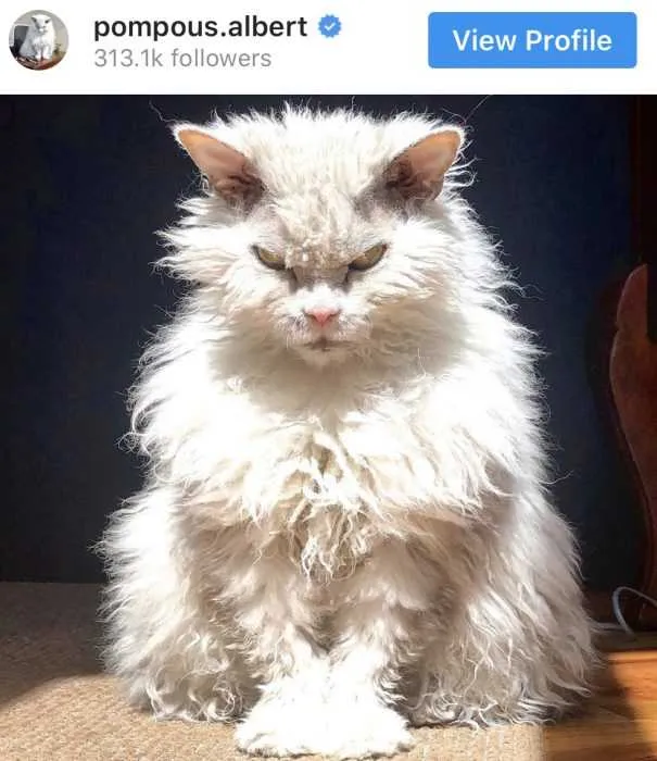 Floofy Cats, Floofy Dogs, Floofy Animals - All You Need To LOL!