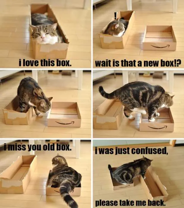 20 Funny Pictures Of Box-Loving Cats