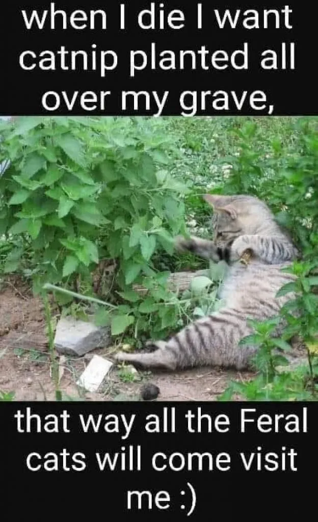 30 Hilarious Cat Posts And Memes