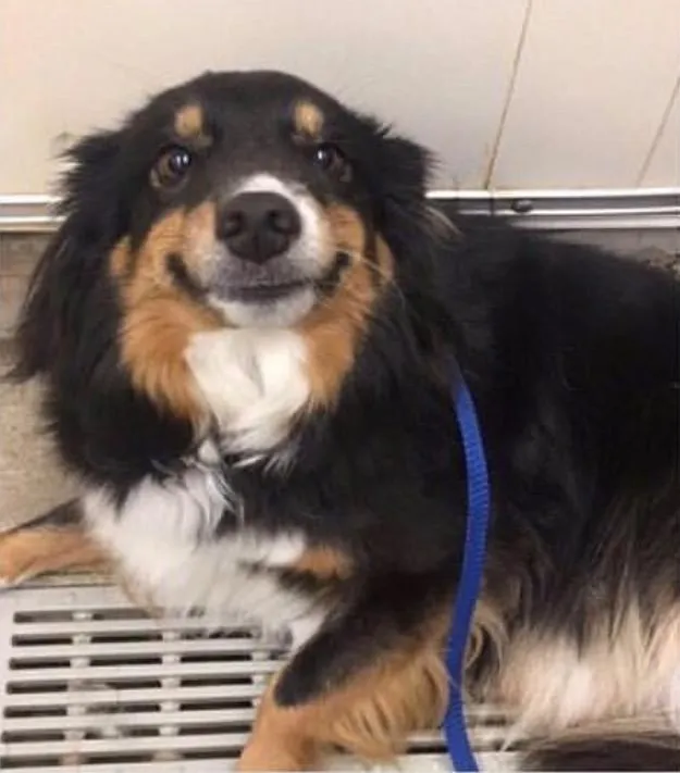 34 Priceless Pictures Of Cute Smiling Dogs