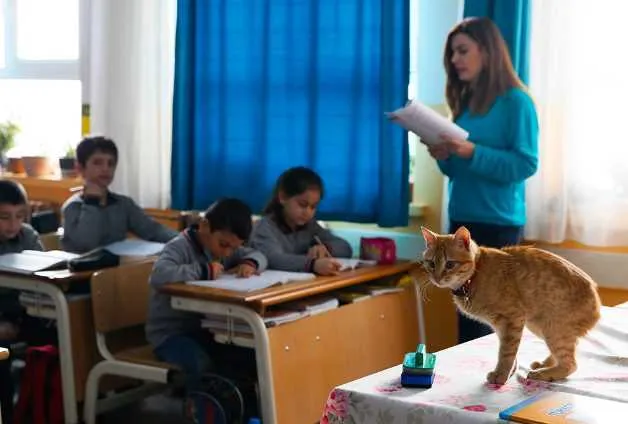 Stray Cat Wanders Into Third Grade Classroom And Decides To Become A ...