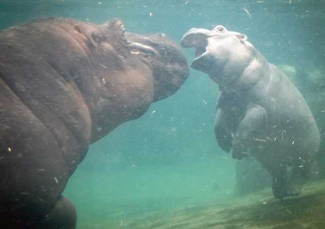 This Adorable Baby Hippo Is Making Friends With Everyone At The ...