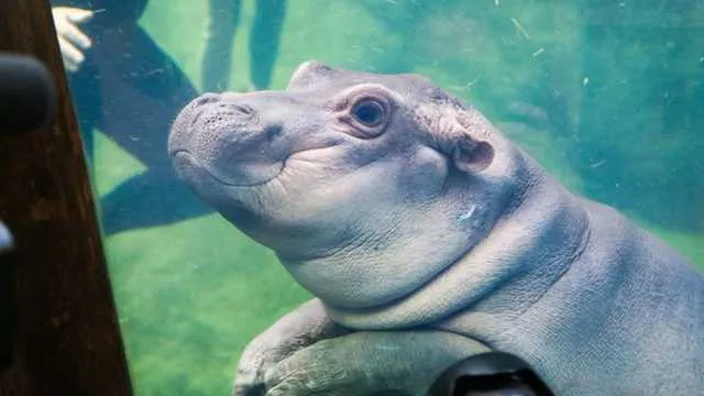 This Adorable Baby Hippo Is Making Friends With Everyone At The ...