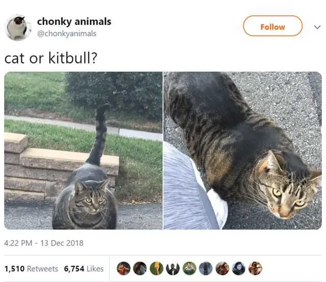 36 Absolute Units And Funny Chonky Animals