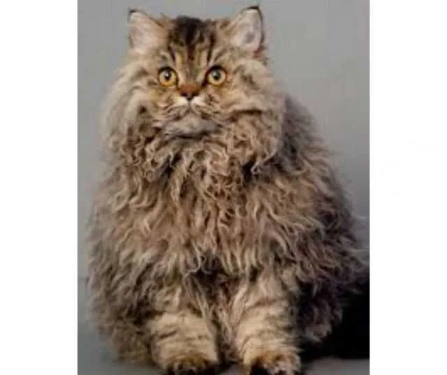 Floofy Cats, Floofy Dogs, Floofy Animals - All You Need To LOL!