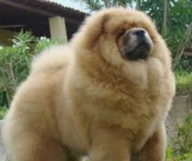 Floofy Cats, Floofy Dogs, Floofy Animals - All You Need To LOL!