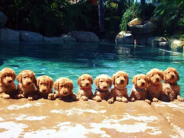 20 Pictures Of Adorable Animals Playing In A Pool And Having A Tail ...