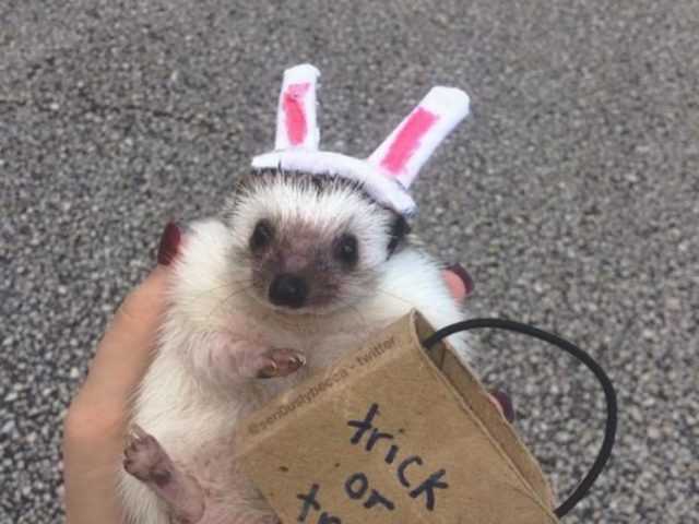 24Hedgehogs Pics So Adorable They'll Melt Your Heart