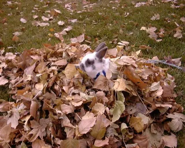23 Funny Fall Animal Pictures That Are So Cute You'll Smile